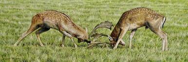 Simon Turvey SWLA | Mall Galleries