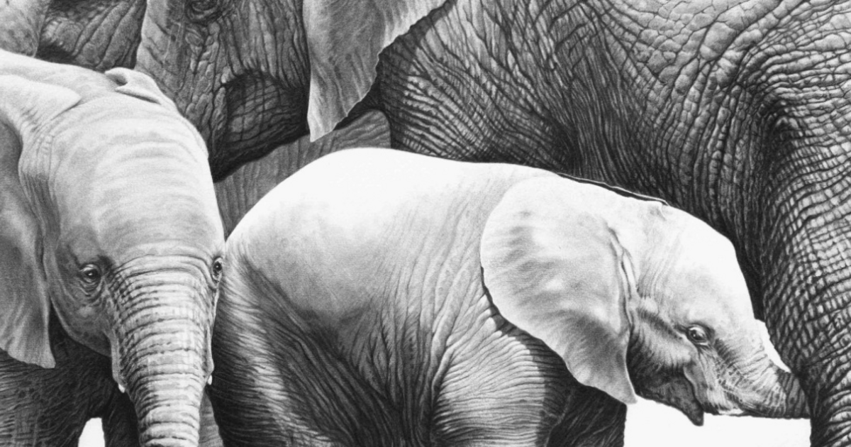 Drawn from the Heart by Gary Hodges | In aid of Wildlife Charity Born ...